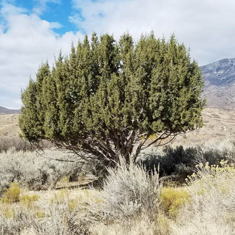 Natural Bridges: A Natural Wonder, Naturally | Onward Trip