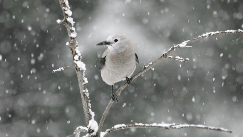 Rice, Dice, Bryce | Onward Trip